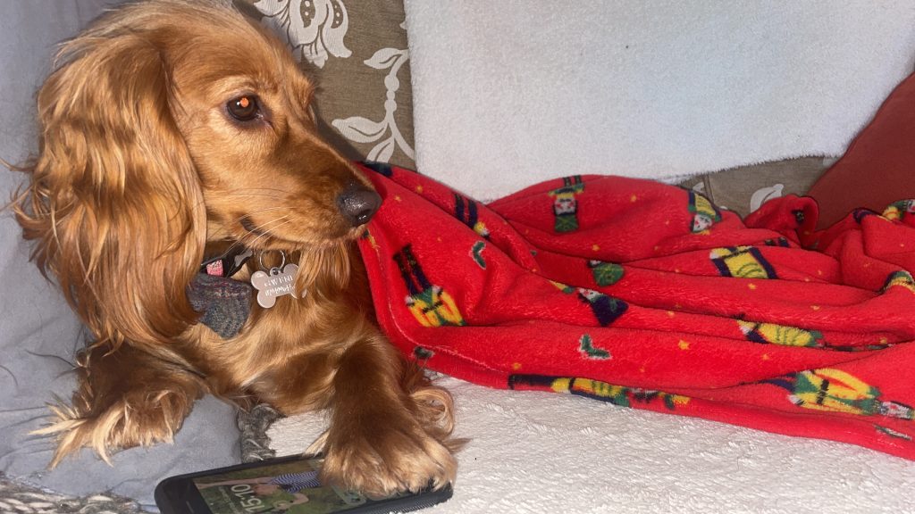 Cocker Spaniel Colours: Every One Has A Favourite - Cocker Spaniel Journal