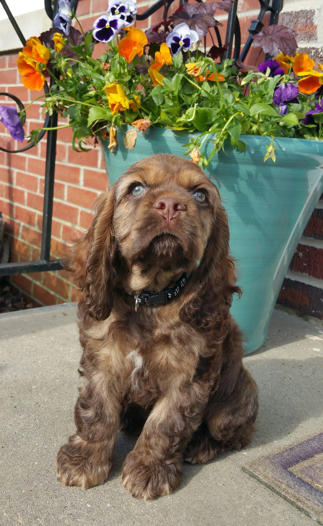 Chocolate Sable Cocker Spaniel: Buyers Guide 2024 - Cocker Spaniel Journal