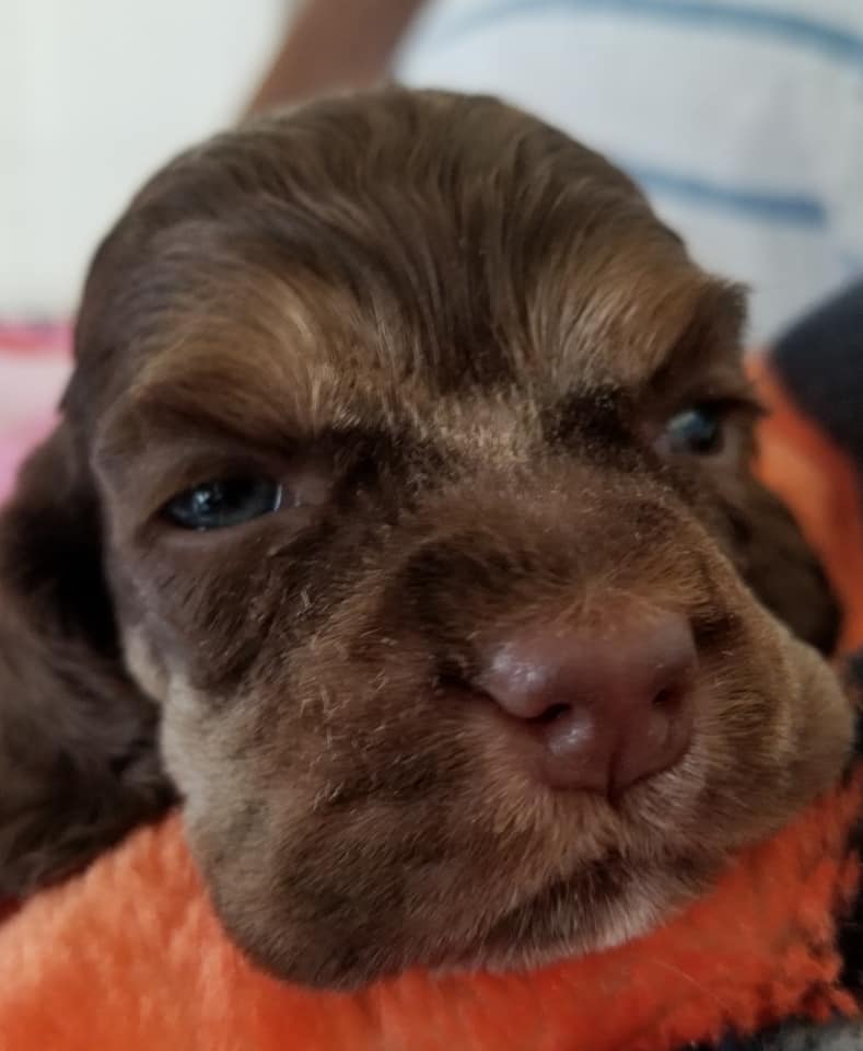 Cocker Spaniel Colours: Every One Has A Favourite - Cocker Spaniel Journal