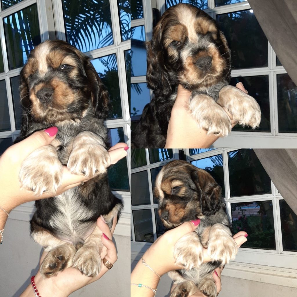 Chocolate Sable Cocker Spaniel: Buyers Guide 2024 - Cocker Spaniel Journal