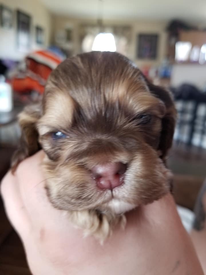 Chocolate Sable Cocker Spaniel: Buyers Guide 2024 - Cocker Spaniel Journal