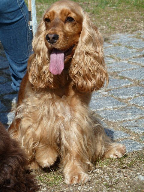 Golden Sable Cocker Spaniels - Cocker Spaniel Journal