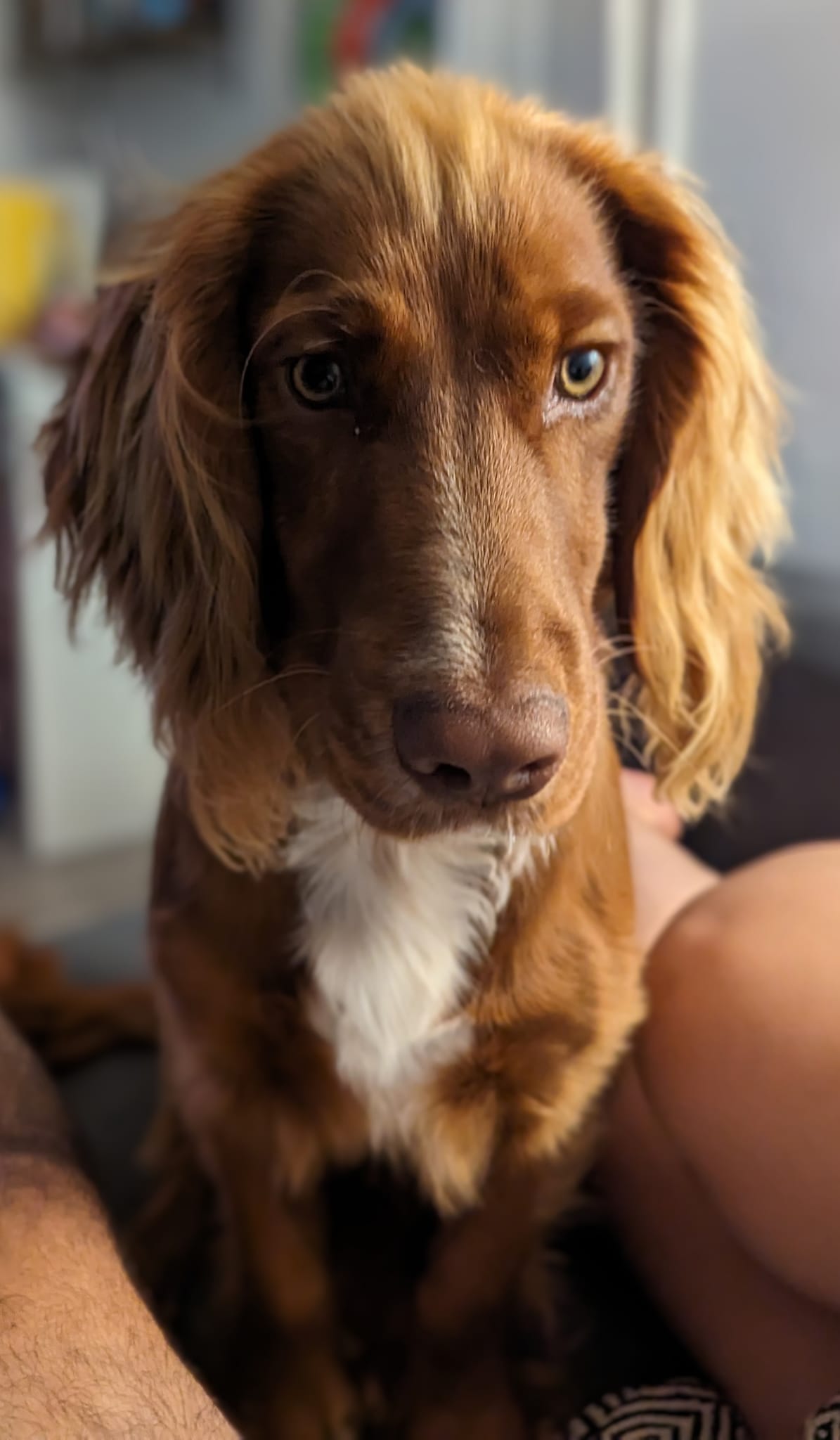 Cocker Spaniel Colours: Every One Has A Favourite - Cocker Spaniel Journal