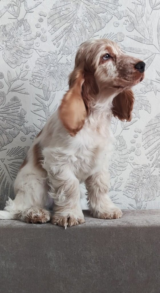 Cocker Spaniel Colours: Every One Has A Favourite - Cocker Spaniel Journal