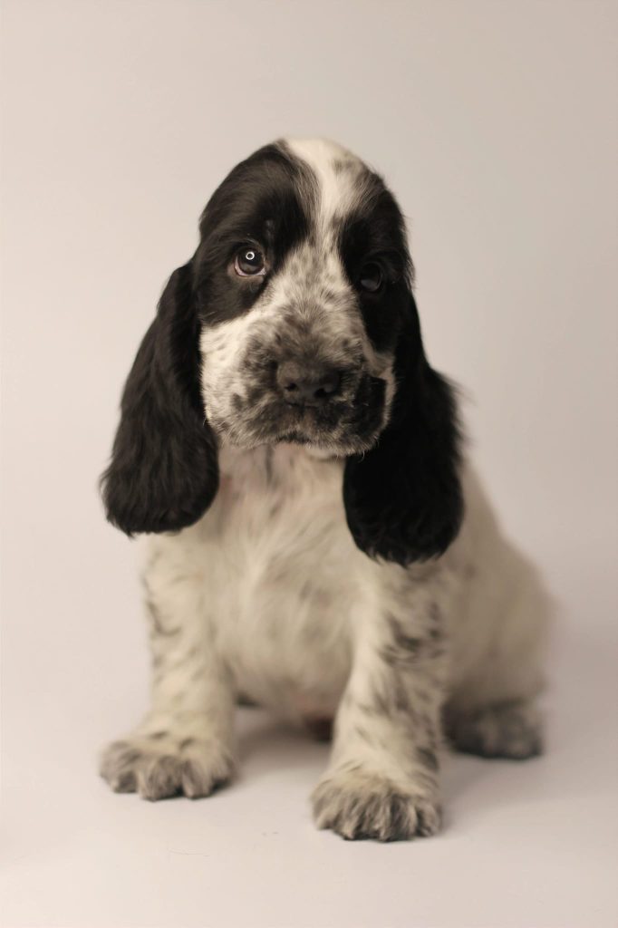 Blue Roan Cocker Spaniel: How To Buy One In 2024 - Cocker Spaniel Journal