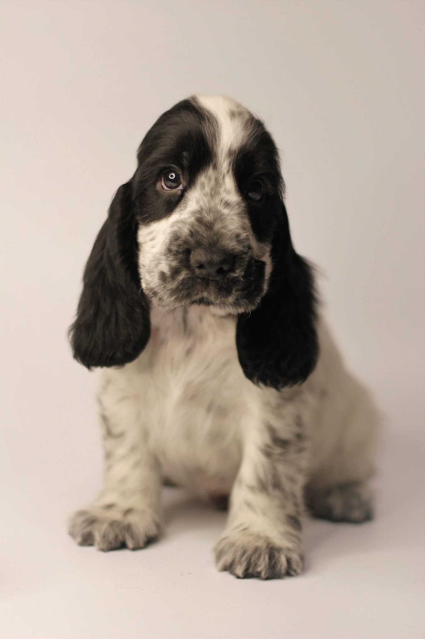 Blue Roan Cocker Spaniel: How To Buy One In 2024 - Cocker Spaniel Journal