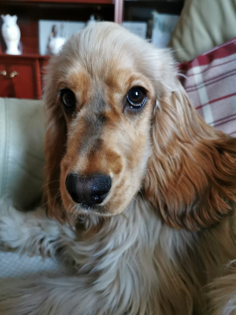 Golden Sable Cocker Spaniels - Cocker Spaniel Journal