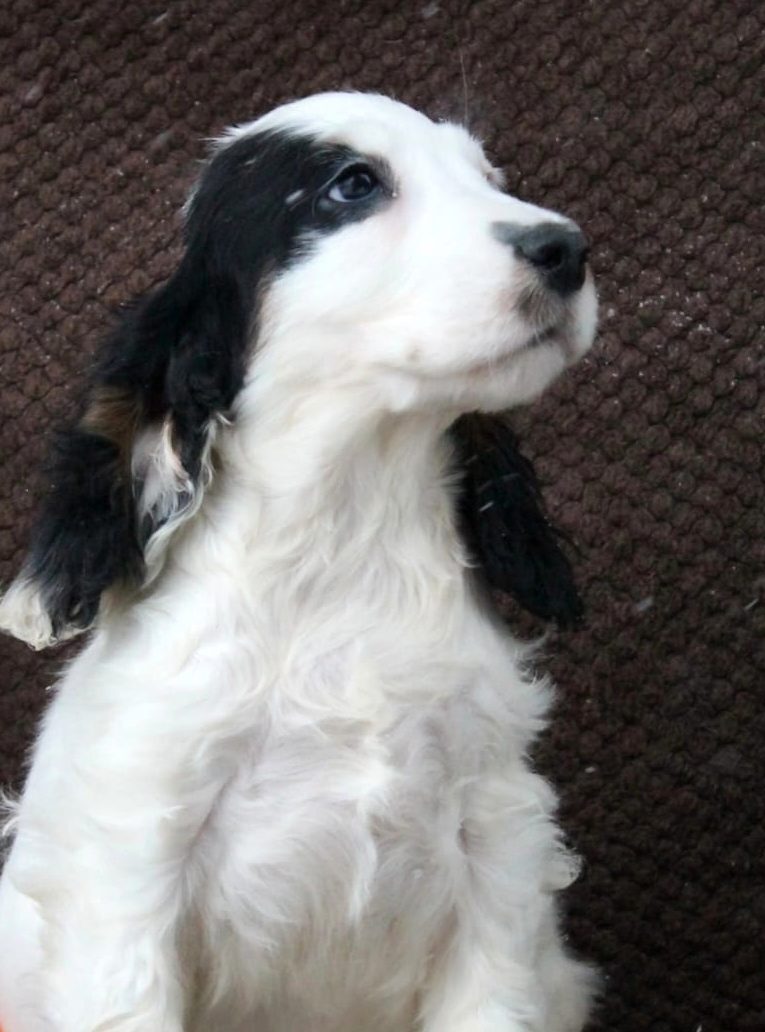 Blue Roan Cocker Spaniel: How To Buy One In 2024 - Cocker Spaniel Journal